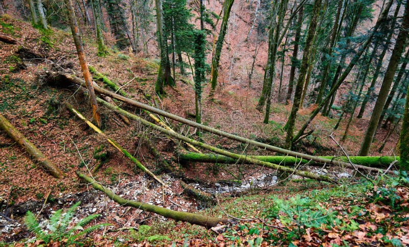 Fallen Trees in the Forest with Dense Vegetation. Stock Photo - Image ...