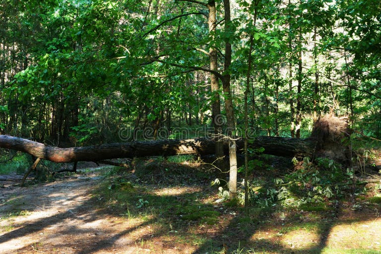 Damaged, Lying Tree in the Forest, Opposite the Sun S Rays. Stock Photo ...