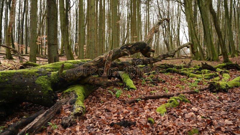 Fallen Trees on Abandoned Path in Forest Stock Video - Video of ...