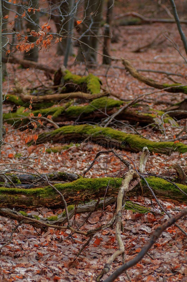 Fallen Trees in the Forest with Green Moss Stock Photo - Image of ...