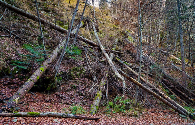 Fallen trees in the forest stock image. Image of green - 47747703