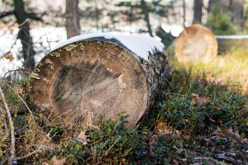 Fallen Trees in the Forest. Logs Covered with Snow Lying in the Stock ...