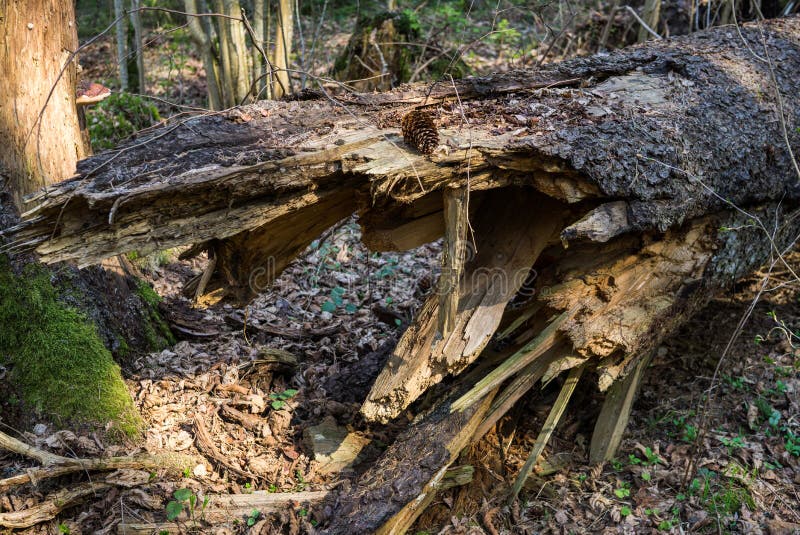 Fallen Trees in the Forest Often, in Early Spring Stock Image - Image ...