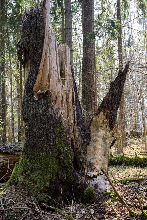 Fallen Trees in the Forest Often, in Early Spring Stock Image - Image ...