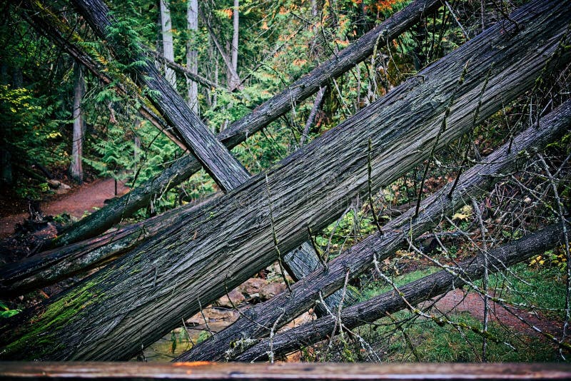 Fallen Trees in a Forest Path Stock Photo - Image of weathered, person ...