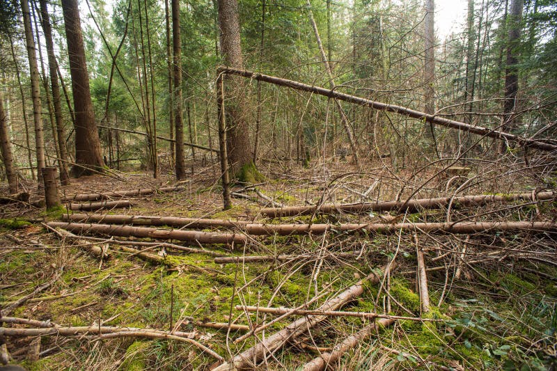 Fallen Trees in a Forest Scene in Europe. Dense Forest, No Path, No ...