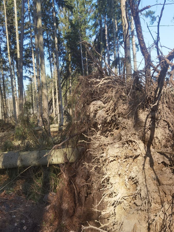 Fallen Trees in the Forest after Storm Stock Image - Image of soil ...