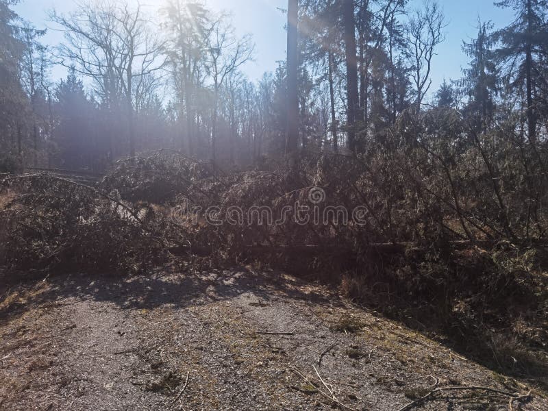 Fallen Trees in the Forest after Storm Stock Image - Image of forest ...