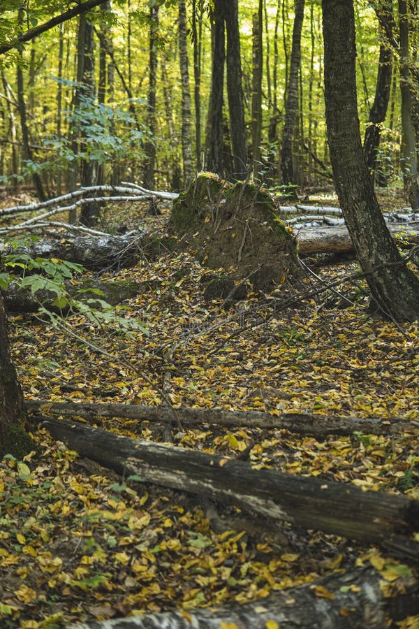 Fallen Trees in a Forest during Sunny Day in Autumn Season Stock Image ...