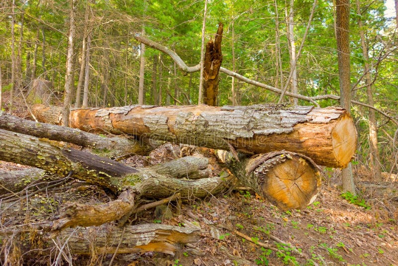 Fallen trees in a forest stock photo. Image of branches - 61478560