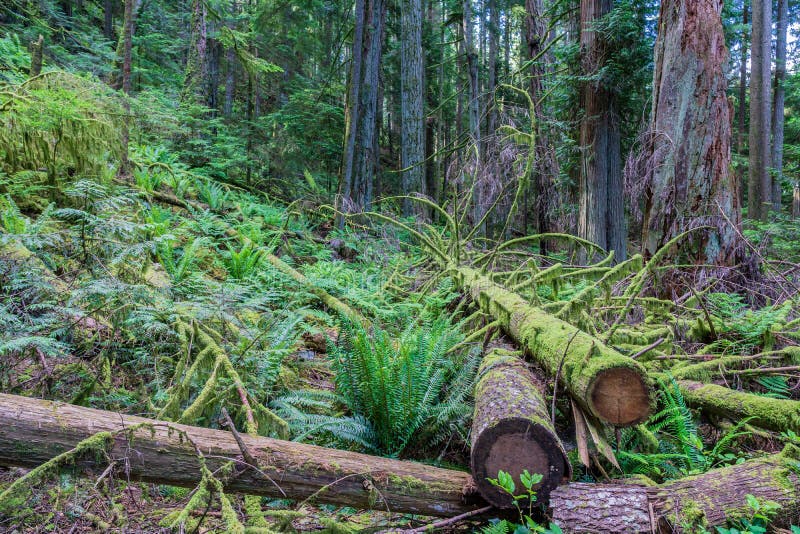 Fallen Trees in the Green Forest Park British Columbia Canada Stock ...