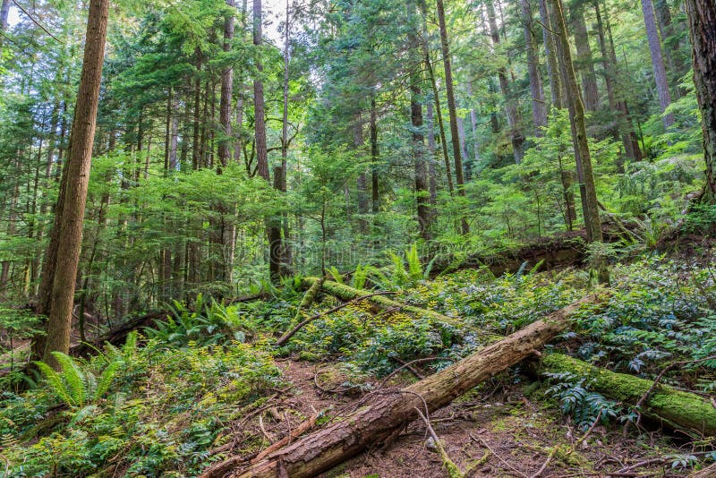 Fallen Trees in the Green Forest Park British Columbia Canada Stock ...