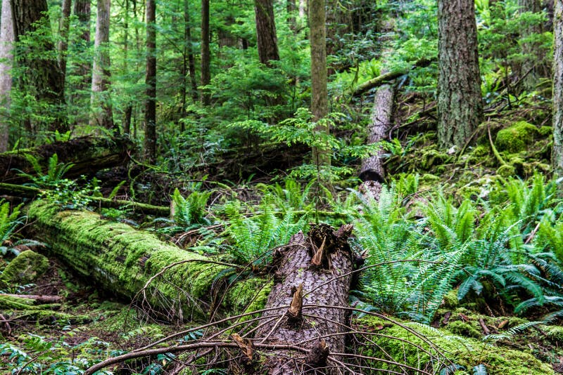 Fallen Trees in the Green Forest Park British Columbia Canada. Stock ...