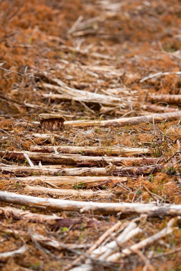 Fallen Trees on the Ground in the Forest. Deforestation Stock Image ...