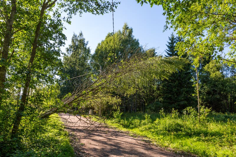 Fallen Trees Hang on Power Line after a Storm Stock Image - Image of ...