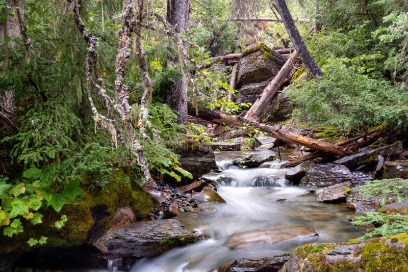 Fallen Trees in Holland Creek in Montana Stock Image - Image of brown ...