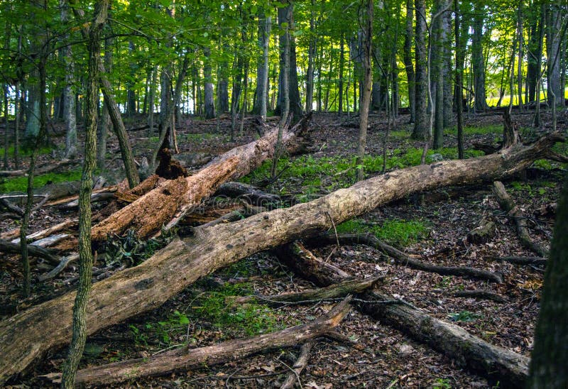 Fallen trees stock photo. Image of color, idyllic, hyacinth - 2632702