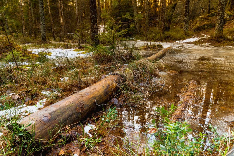 Fallen Trees on a Lake Swamp in the Middle of a Scandinavian Forest ...