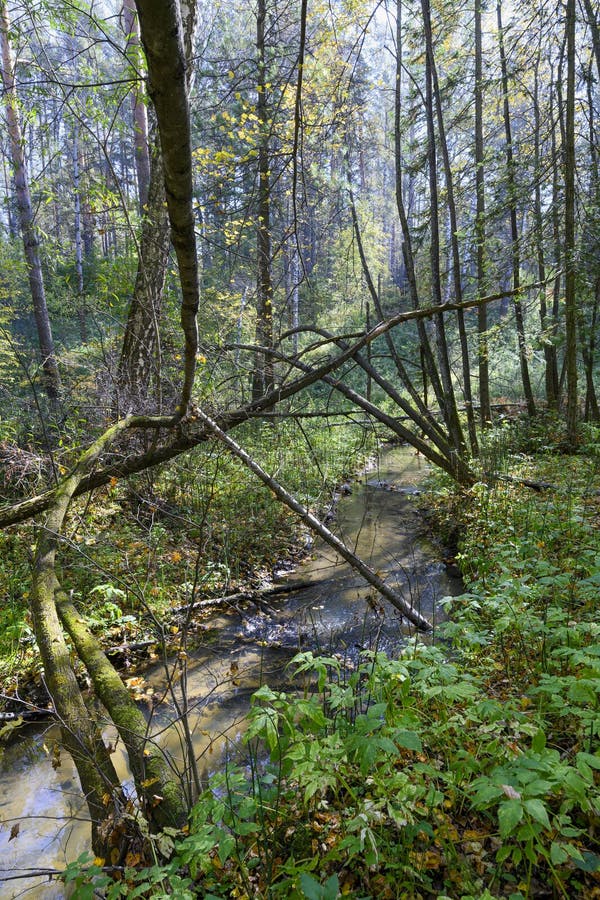 Fallen Trees and Fallen Leaves Over a Stream in the Forest in Autumn ...
