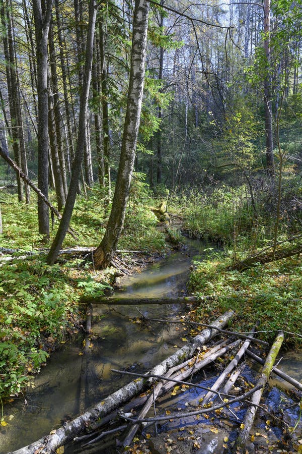 Fallen Trees and Fallen Leaves Over a Stream in the Forest in Autumn ...