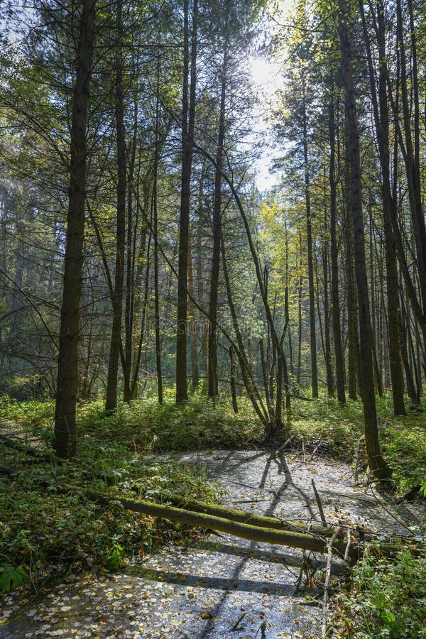 Fallen Trees and Fallen Leaves Over a Swampy Stream in the Forest in ...