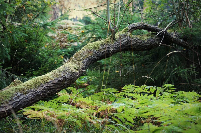 Fallen Trees Lie in the Forest Stock Photo - Image of jungle, leaf ...