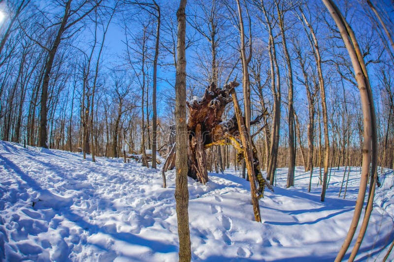 Fallen Trees and Light in Winter (Shumi Forest) Stock Image - Image of ...