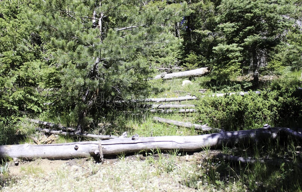 Fallen Trees stock image. Image of trees, evergreens - 111128901