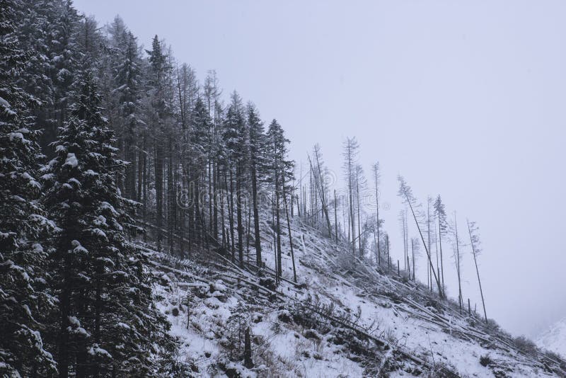 Fallen Trees in the Mountains after a Snow Storm Stock Photo - Image of ...