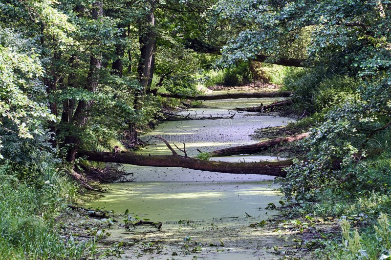Fallen Trees on the Obra River and Deciduous Forest during Summer Stock ...