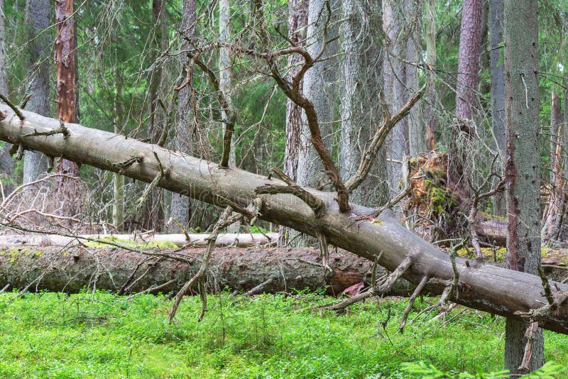 Fallen Trees in a Old-growth Forest Stock Photo - Image of conifer ...