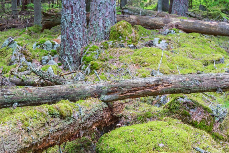 Fallen Trees in an Old-growth Forest Stock Photo - Image of landscape ...