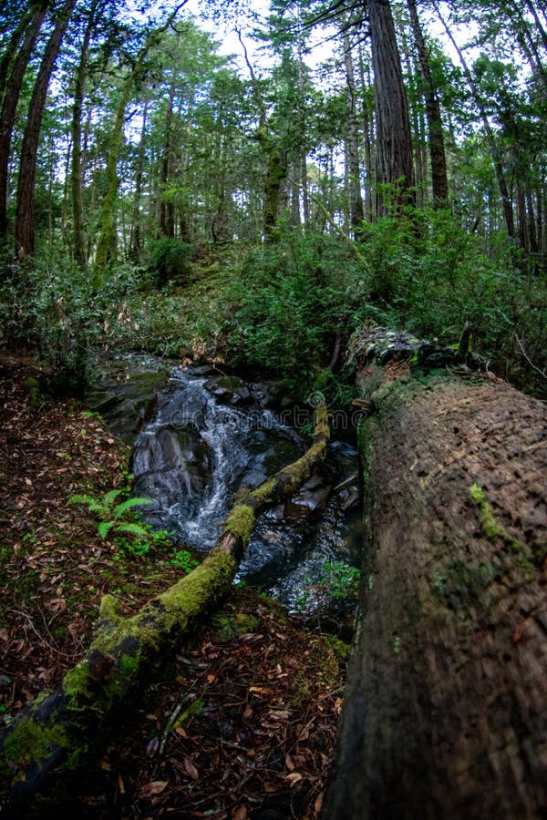 Isolated forest landscape stock photo. Image of dense - 136838252