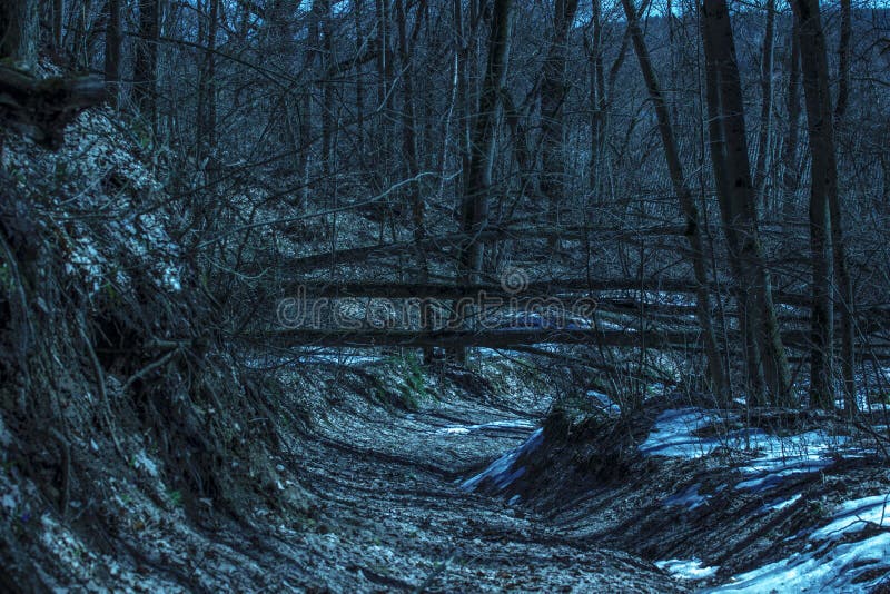 Fallen Trees Over the Path in the Night Forest Stock Photo - Image of ...