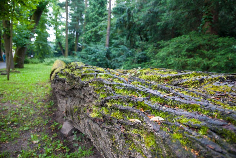 Fallen trees in the park stock photo. Image of jungle - 208735202