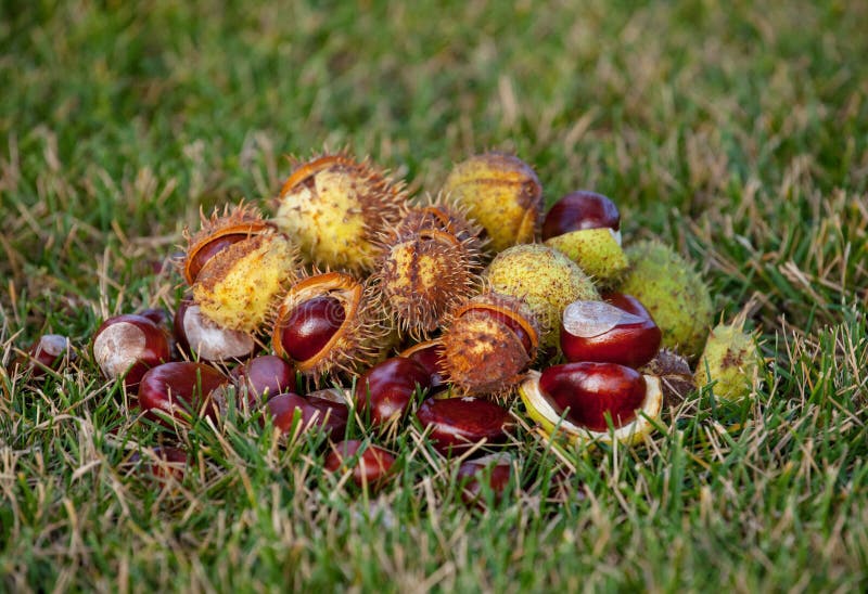 Fallen from the Trees and Peeled Chestnuts in the Shell Lying on the ...