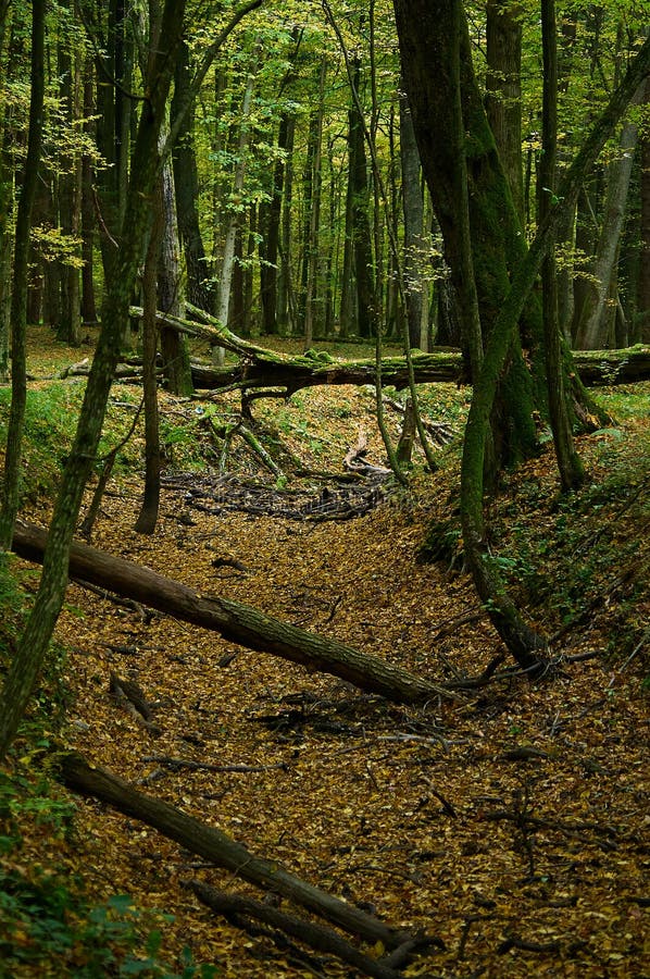 Fallen Trees in a Ravine in an Autumn Forest Stock Image - Image of ...