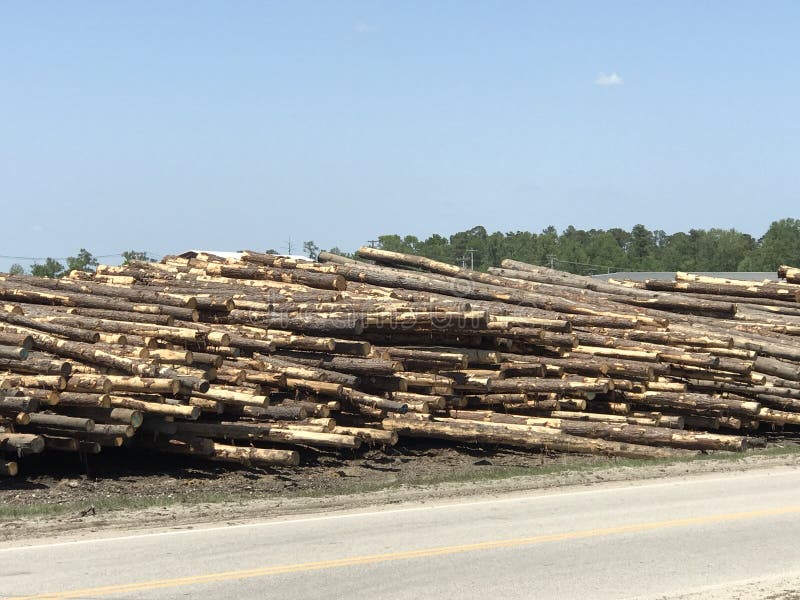 Fallen trees stock image. Image of wood, lumber, trees - 91083507
