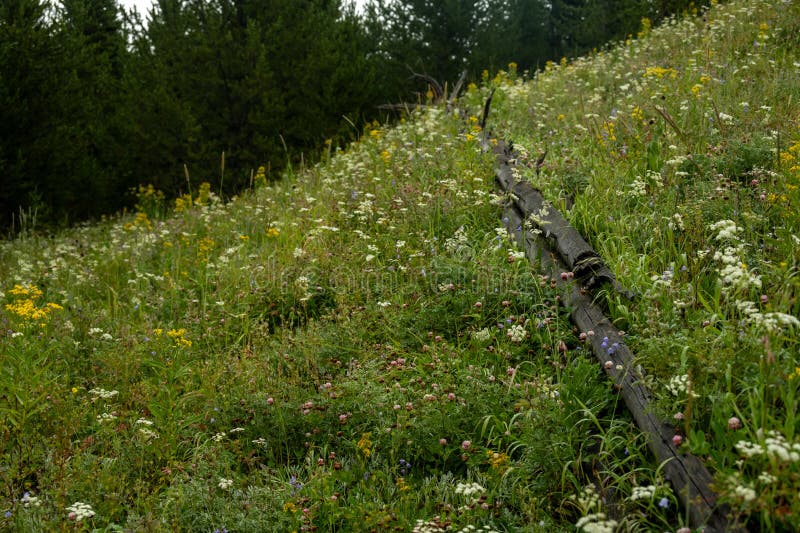 Fallen Trees Rest on Hillside Covered in Wild Flowers Stock Image ...