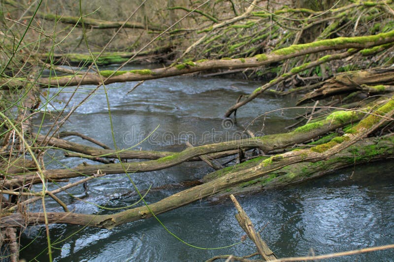 Fallen trees in the river. stock photo. Image of jungle - 272782222