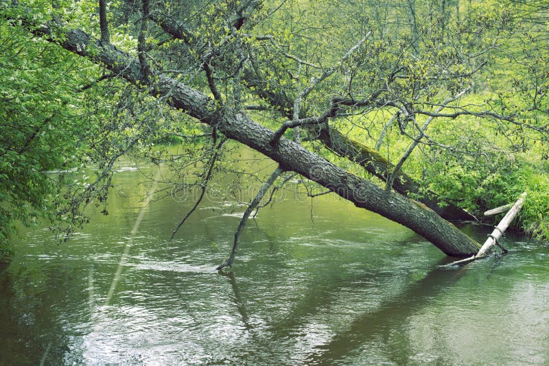 Fallen trees in river stock photo. Image of plant, nature - 64830270