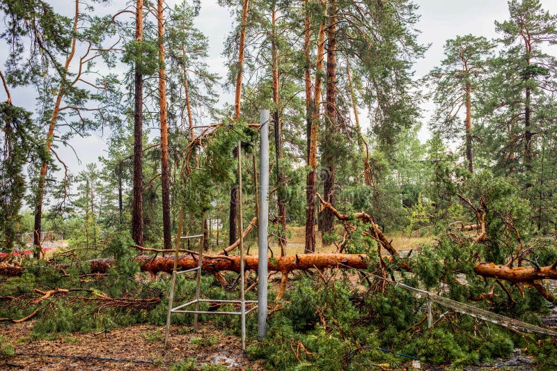 Fallen Trees and Debris Scattered Across Forest Landscape after Summer ...
