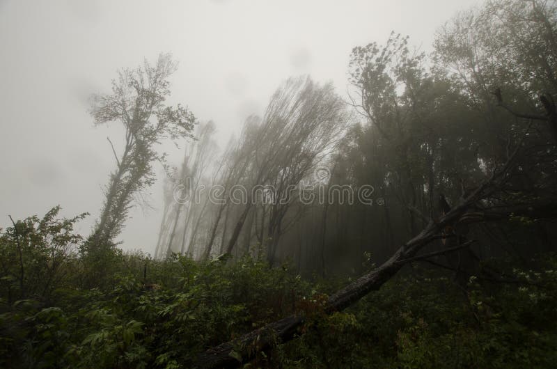 Fallen Trees after Storm in Forest with Fog Stock Image - Image of ...