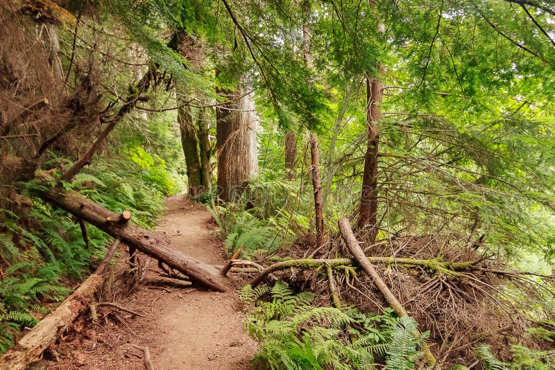 Fallen Trees Stretch Over Path in August Forest Stock Image - Image of ...