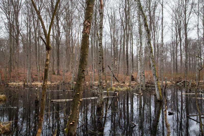 Fallen Trees in Swamp stock photo. Image of green, horror - 39431238