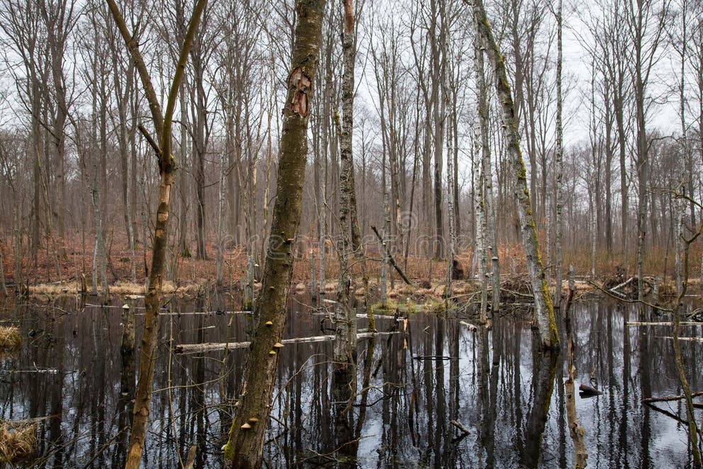 Fallen Trees in Swamp stock photo. Image of green, horror - 39431238