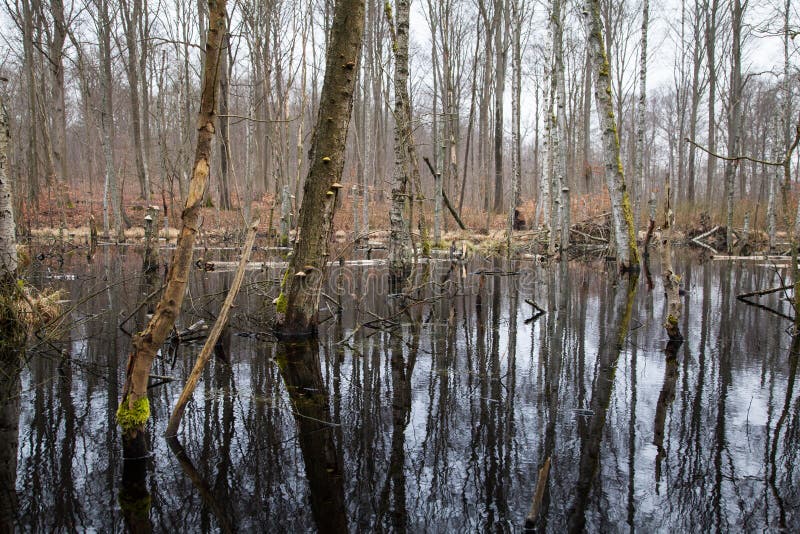 Fallen Trees in Swamp stock photo. Image of environment - 39431750