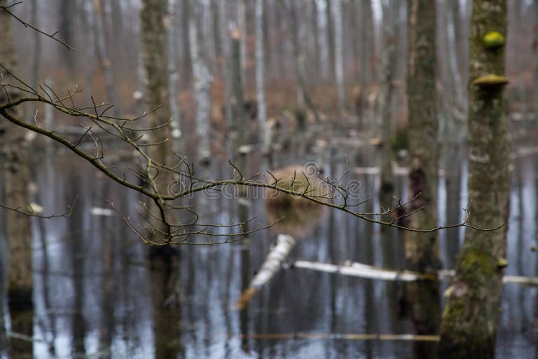 Fallen Trees in Swamp stock image. Image of lake, algae - 39432139