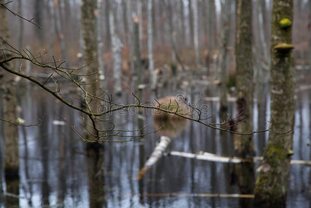 Fallen Trees in Swamp stock image. Image of lake, algae - 39432139