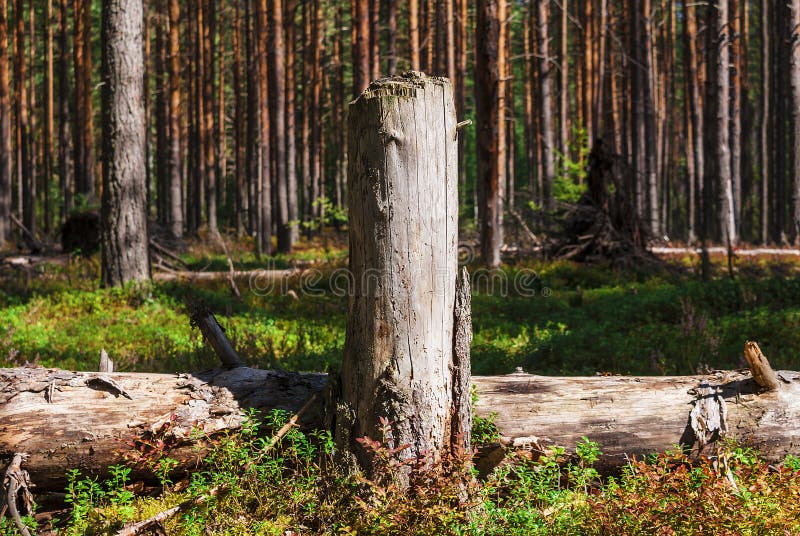 Fallen trees stock image. Image of grass, stem, summer - 60898117